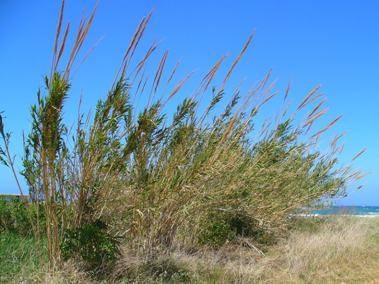 Arundo donax