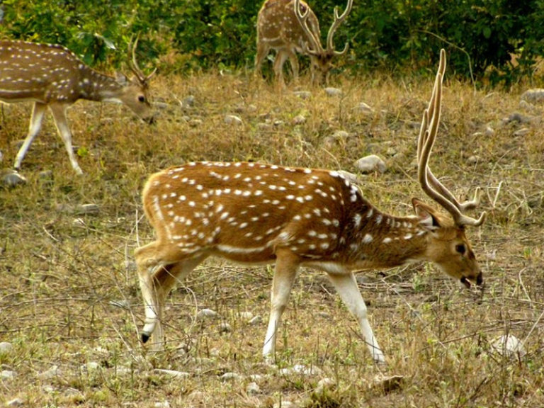 Cheetal mammals at Rajaji National Park | RAJAJI NATIONAL PARK