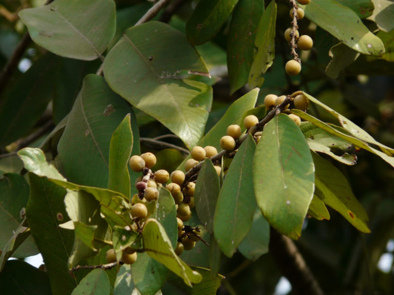 Ekdanai Tree at Rajaji National Park | RAJAJI NATIONAL PARK