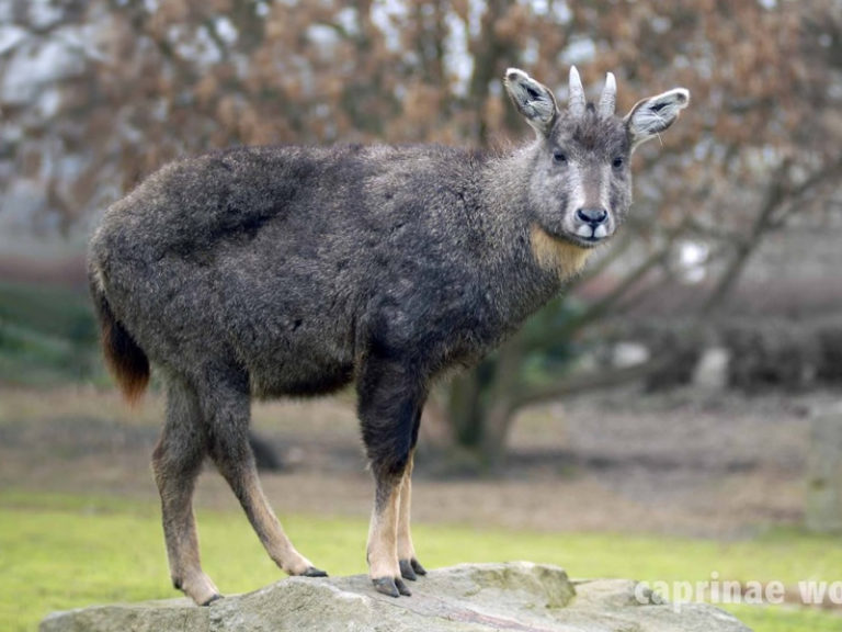 Goral mammals at Rajaji National Park | RAJAJI NATIONAL PARK