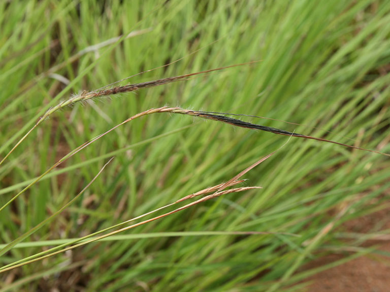 Heteropogon contortus