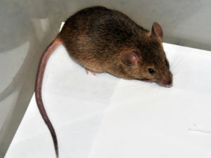 House Mouse