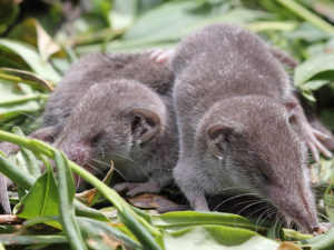 House Shrew or Grey Musk Shrew