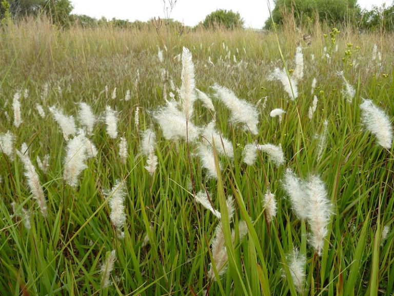 Imperata cylindrica