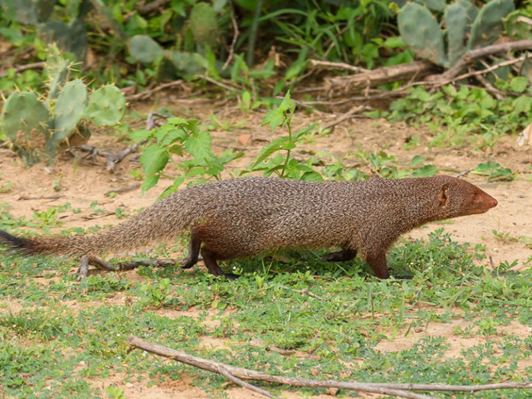 Indian Grey Mongoose mammals at Rajaji National Park | RAJAJI NATIONAL PARK