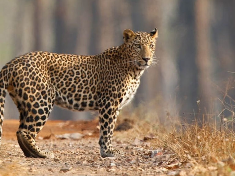 Leopard mammals at Rajaji National Park | RAJAJI NATIONAL PARK