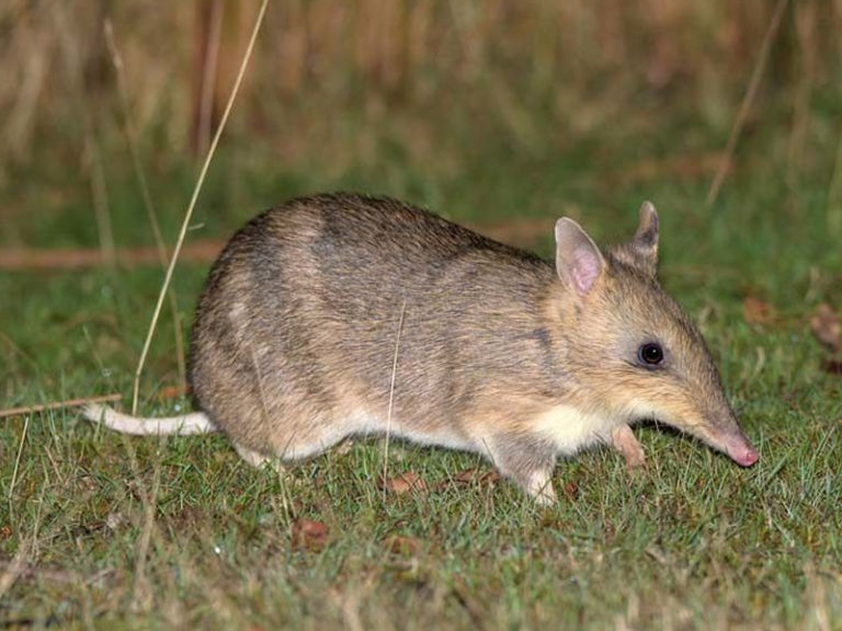 Lesser Bandicoot