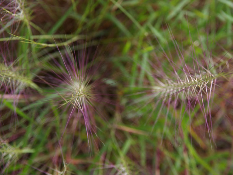 Perotis Hordeiformis grass at Rajaji National Park | RAJAJI NATIONAL PARK
