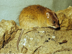 Short-tailed Bandicoot Rat