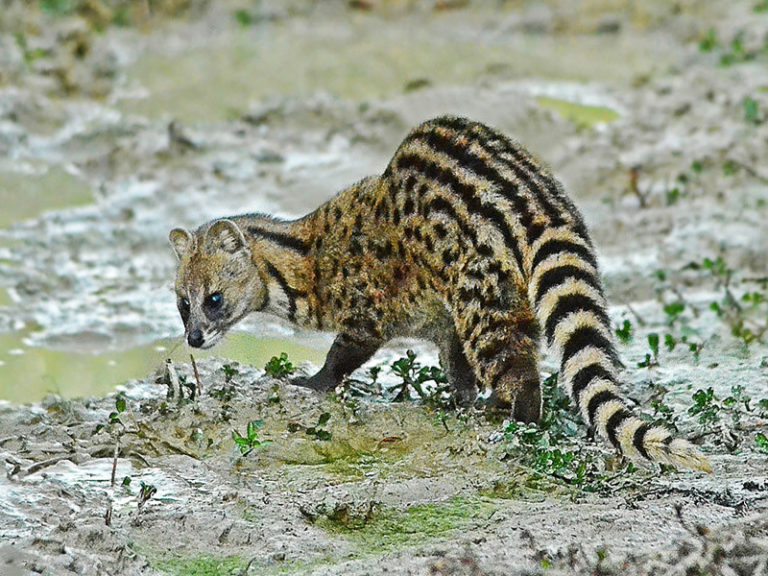 Small Indian Civet